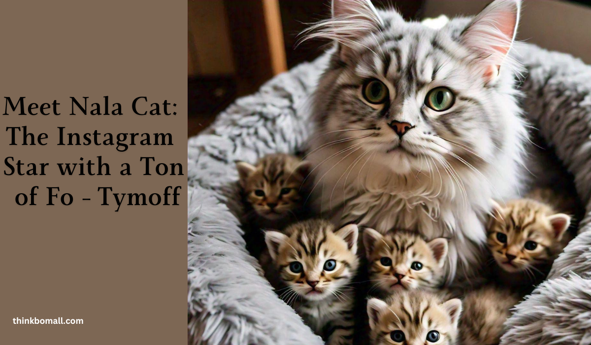 Meet Nala Cat: The Instagram Star with a Ton of Fo - Tymoff - 𝕿𝖍𝖎𝖓𝕶𝕭𝖔𝖒𝖆𝖑𝖑